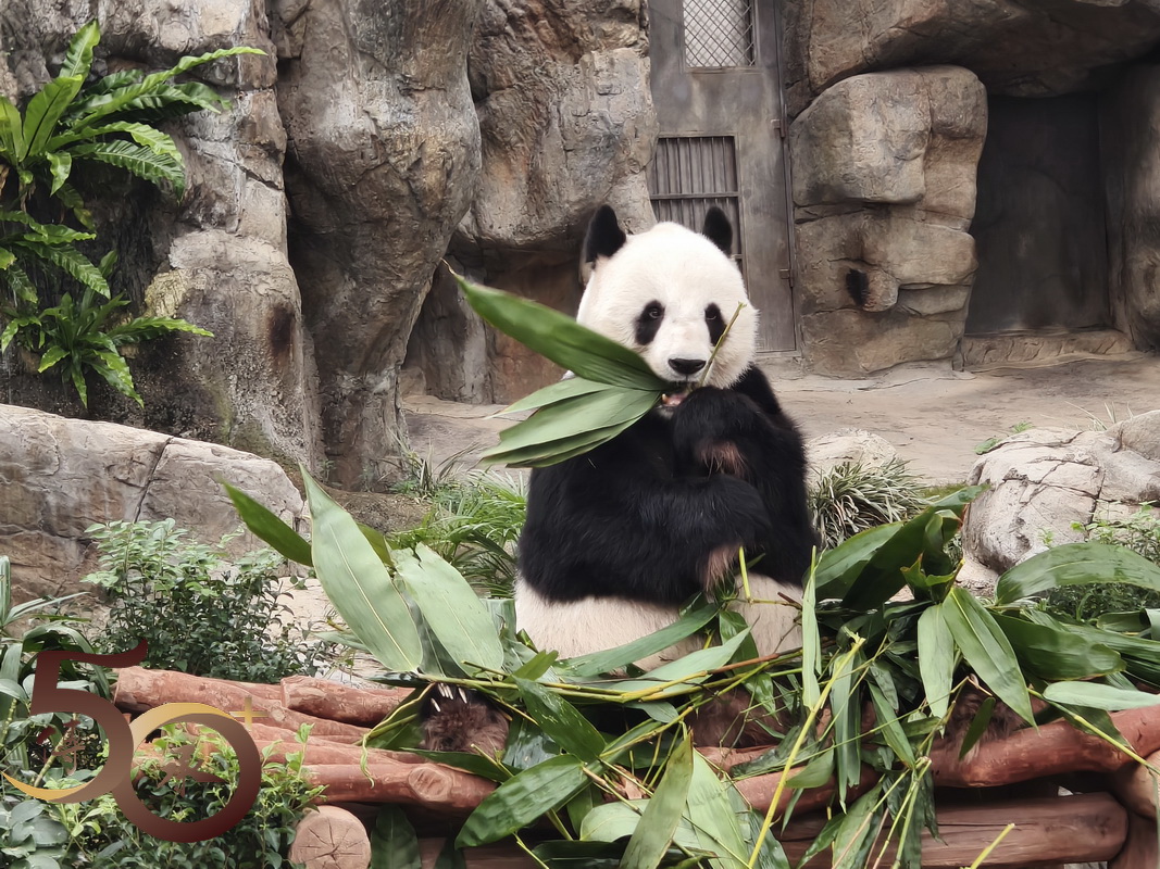 20241124_50+海洋公園行之熊貓館 – 50+傳承